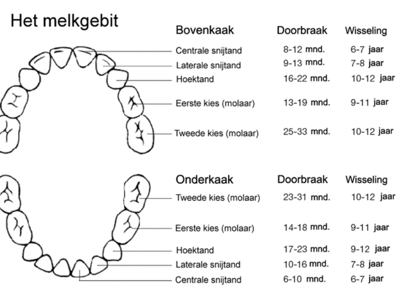 Tanden Wisselen Tandheelkundig Centrum Zuiderburen
